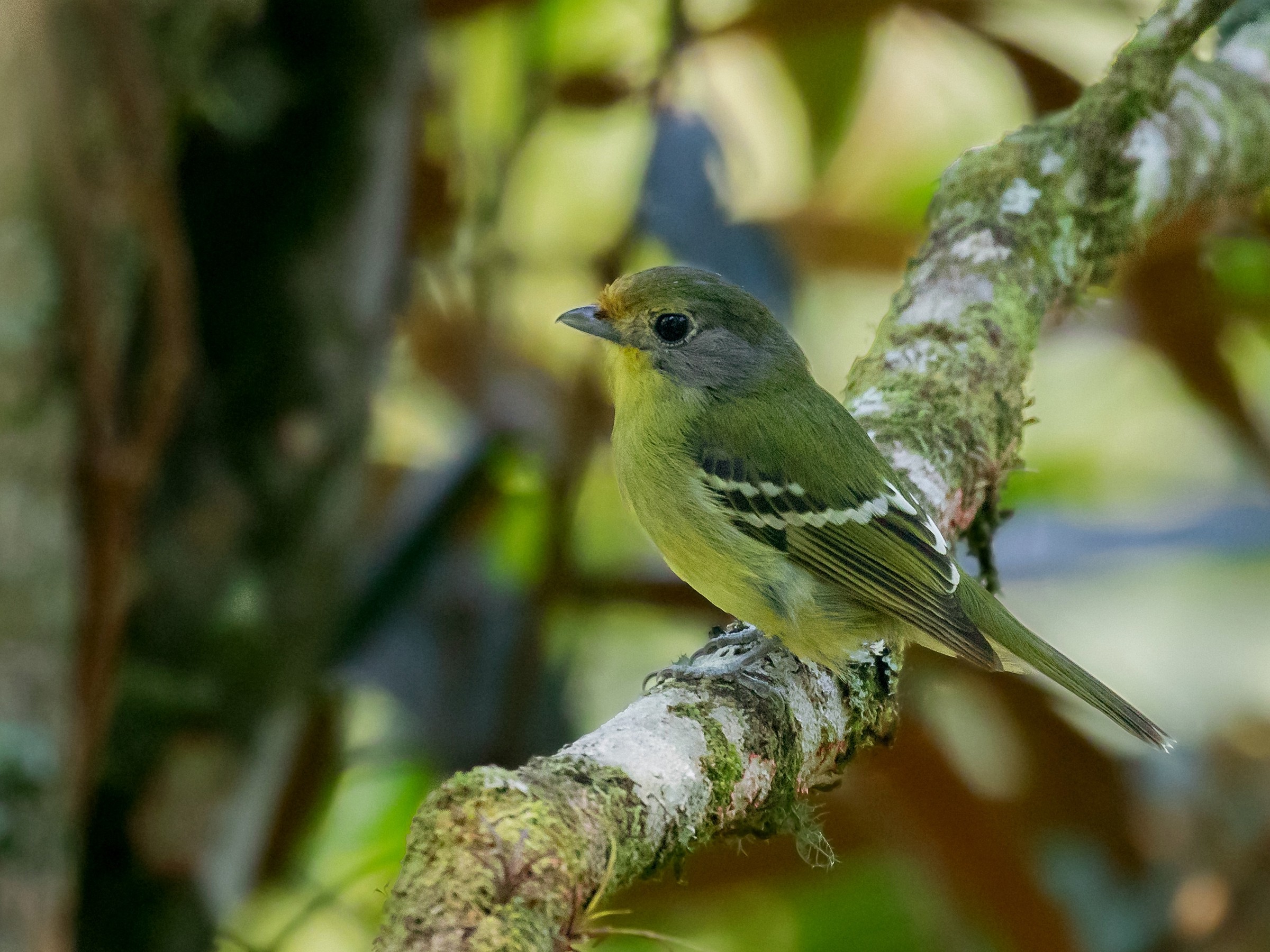 Wing-Barred Piprites | Natural Atlas