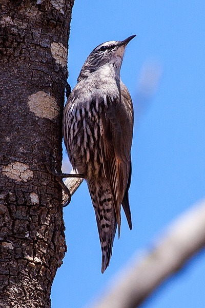 White-Browed Treecreeper | Natural Atlas