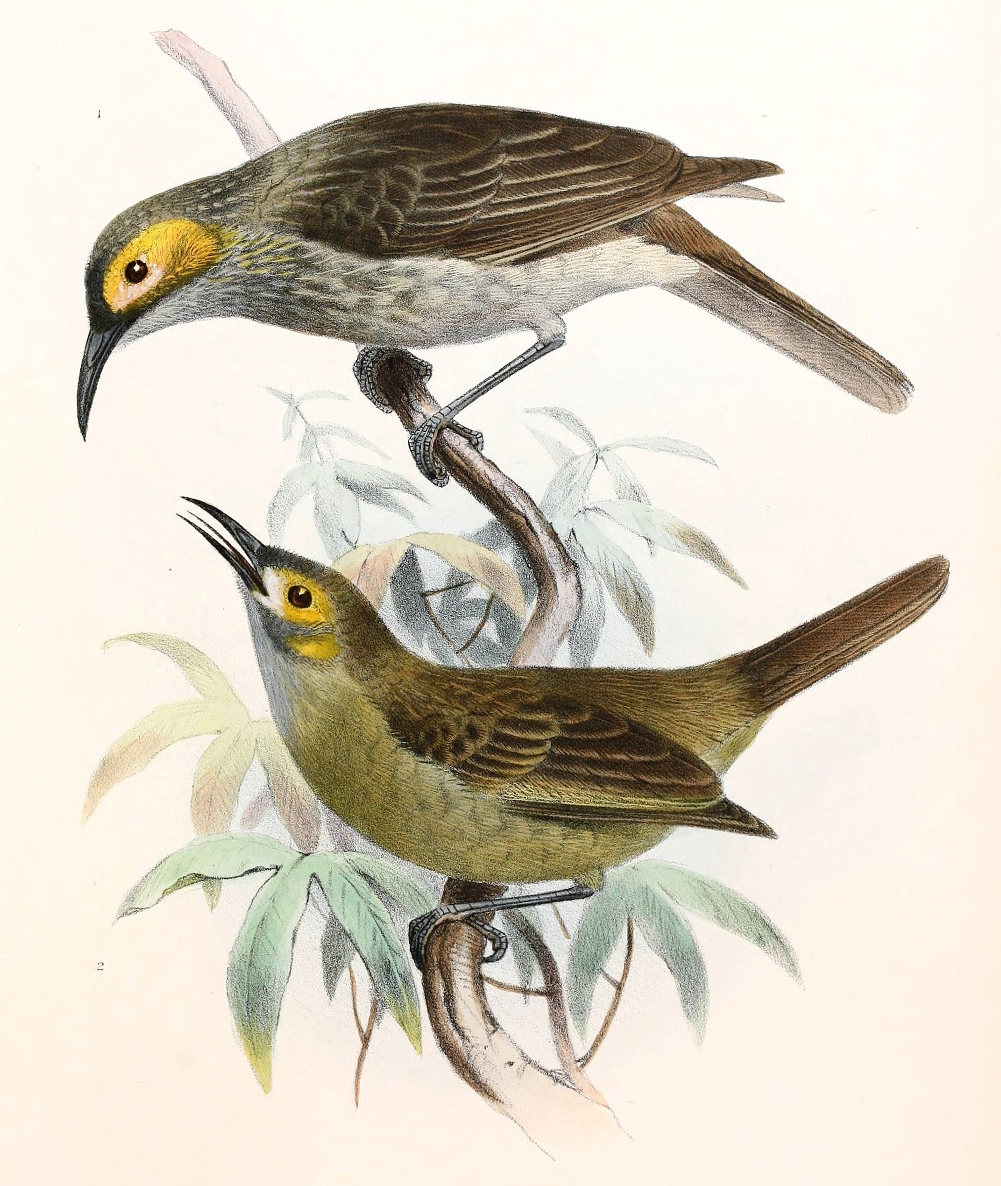 Kadavu Honeyeater | Natural Atlas