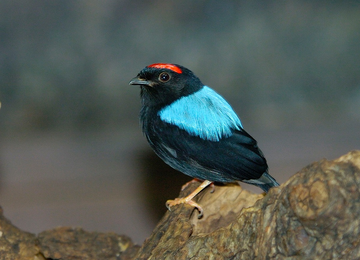 Blue-Backed Manakin | Natural Atlas