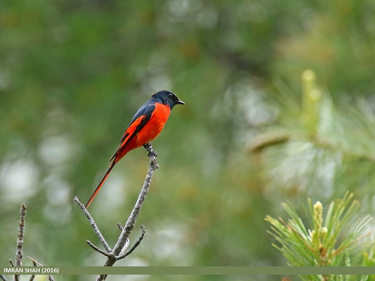 Long-Tailed Minivet | Natural Atlas