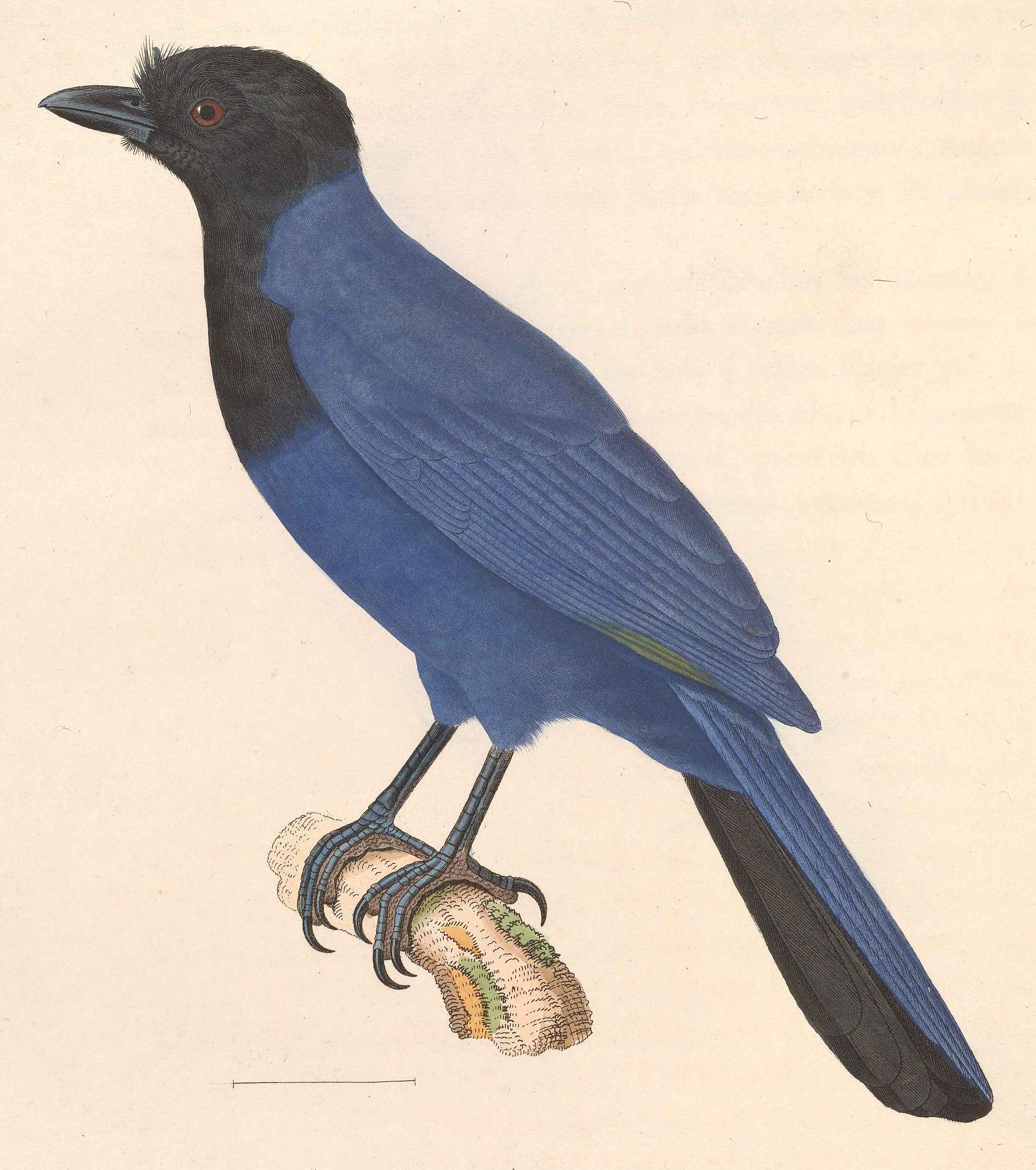 Purplish Jay | Natural Atlas