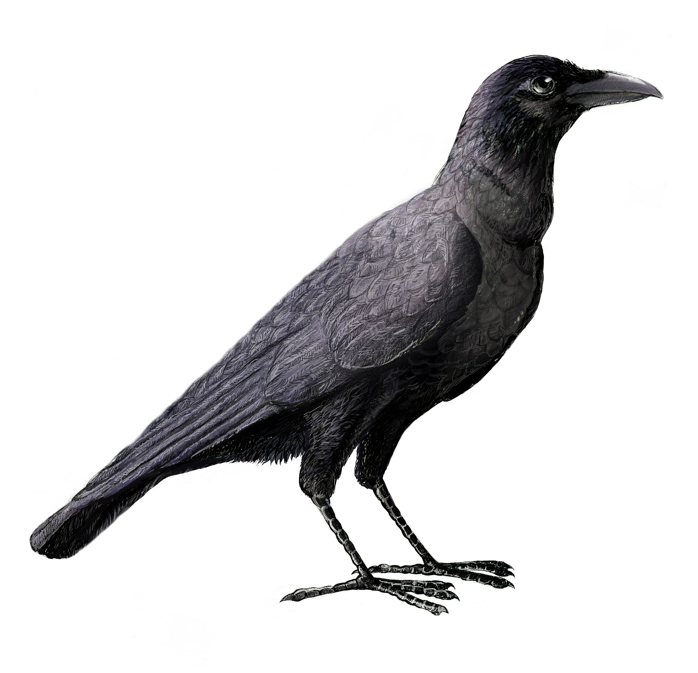 Slender-Billed Crow | Natural Atlas