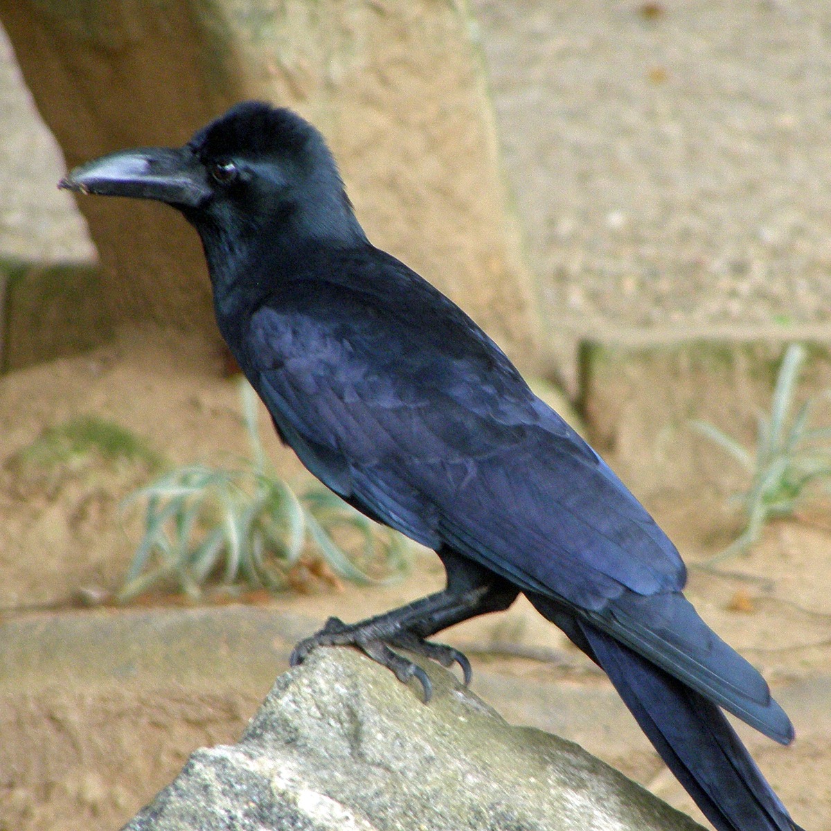 Indian Jungle Crow | Natural Atlas