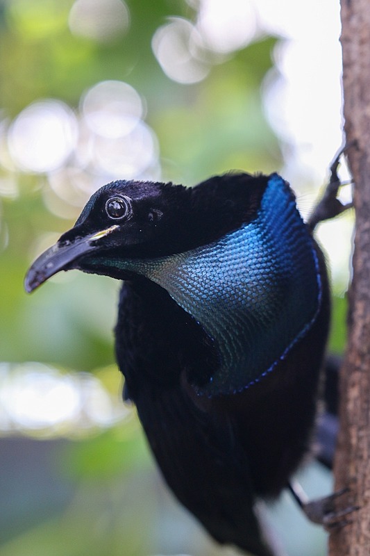 Magnificent Riflebird | Natural Atlas