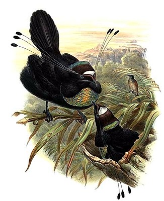 Western Parotia | Natural Atlas
