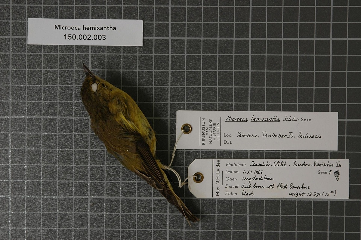 Golden-Bellied Flyrobin | Natural Atlas