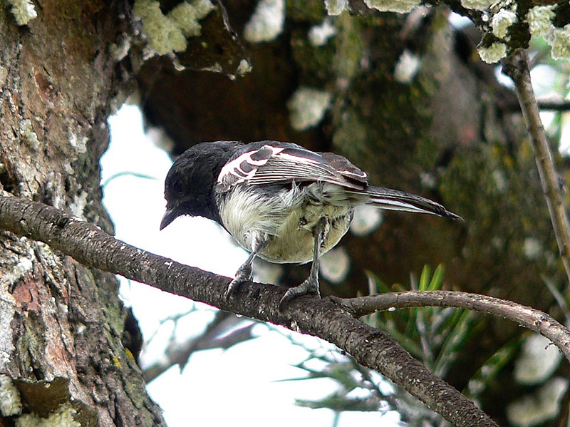 White-bellied Tit | Natural Atlas