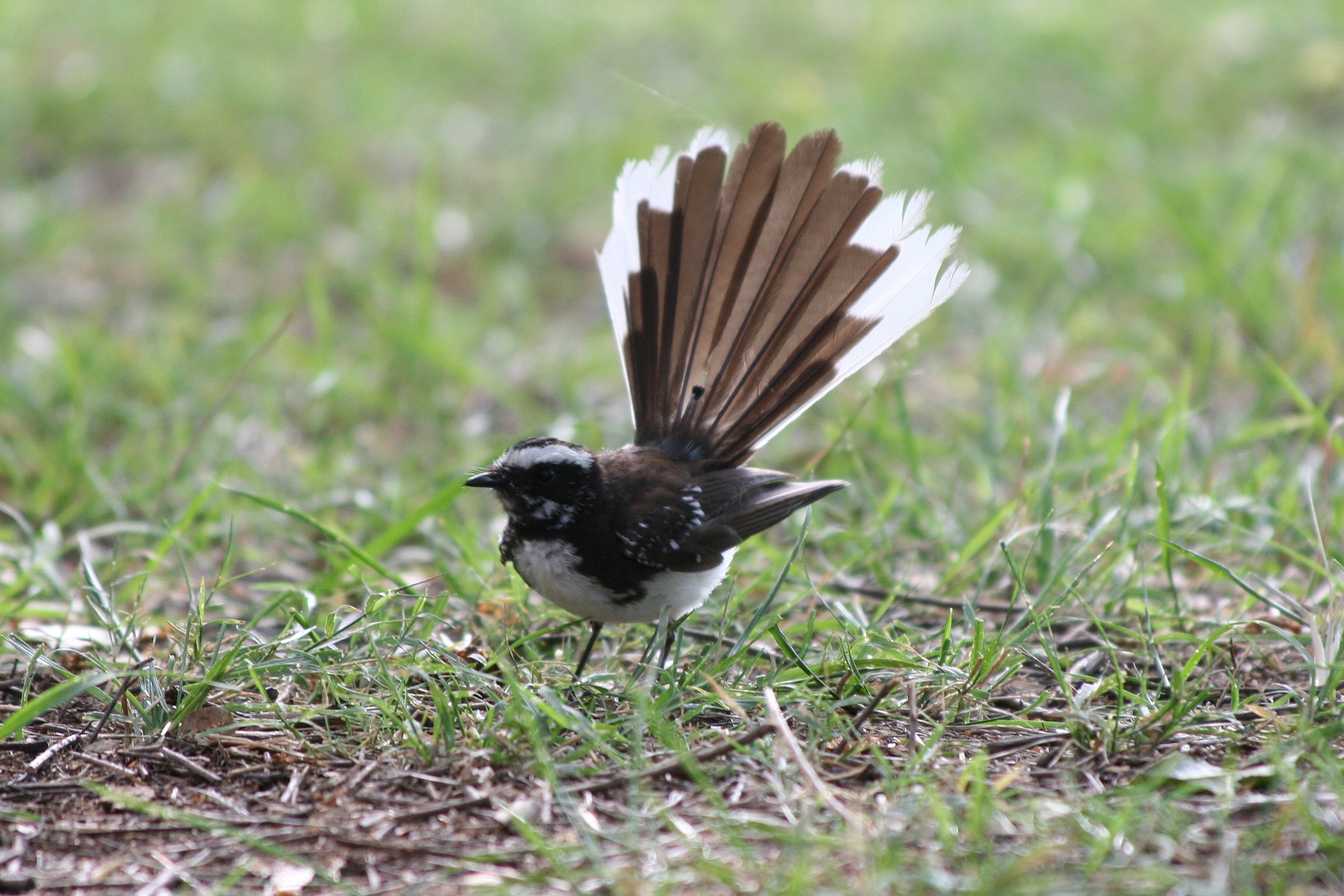 White-Browed Fantail | Natural Atlas