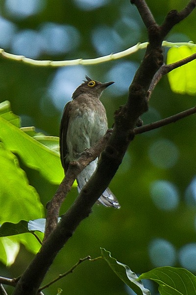 Yellow-Wattled Bulbul | Natural Atlas