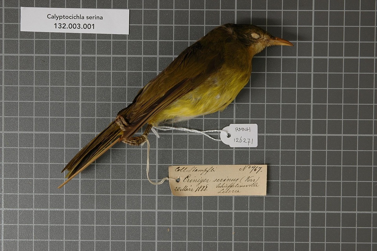 Golden Greenbul | Natural Atlas
