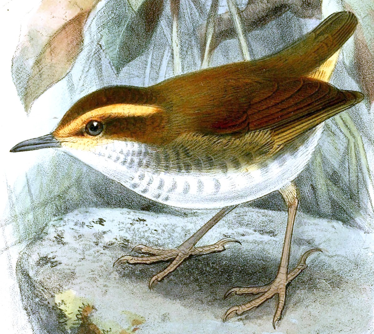 Bornean Stubtail | Natural Atlas