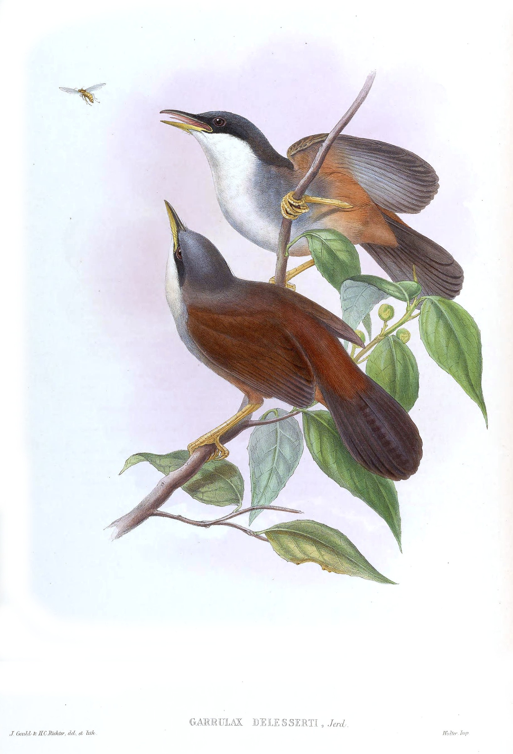 Wayanad Laughingthrush | Natural Atlas