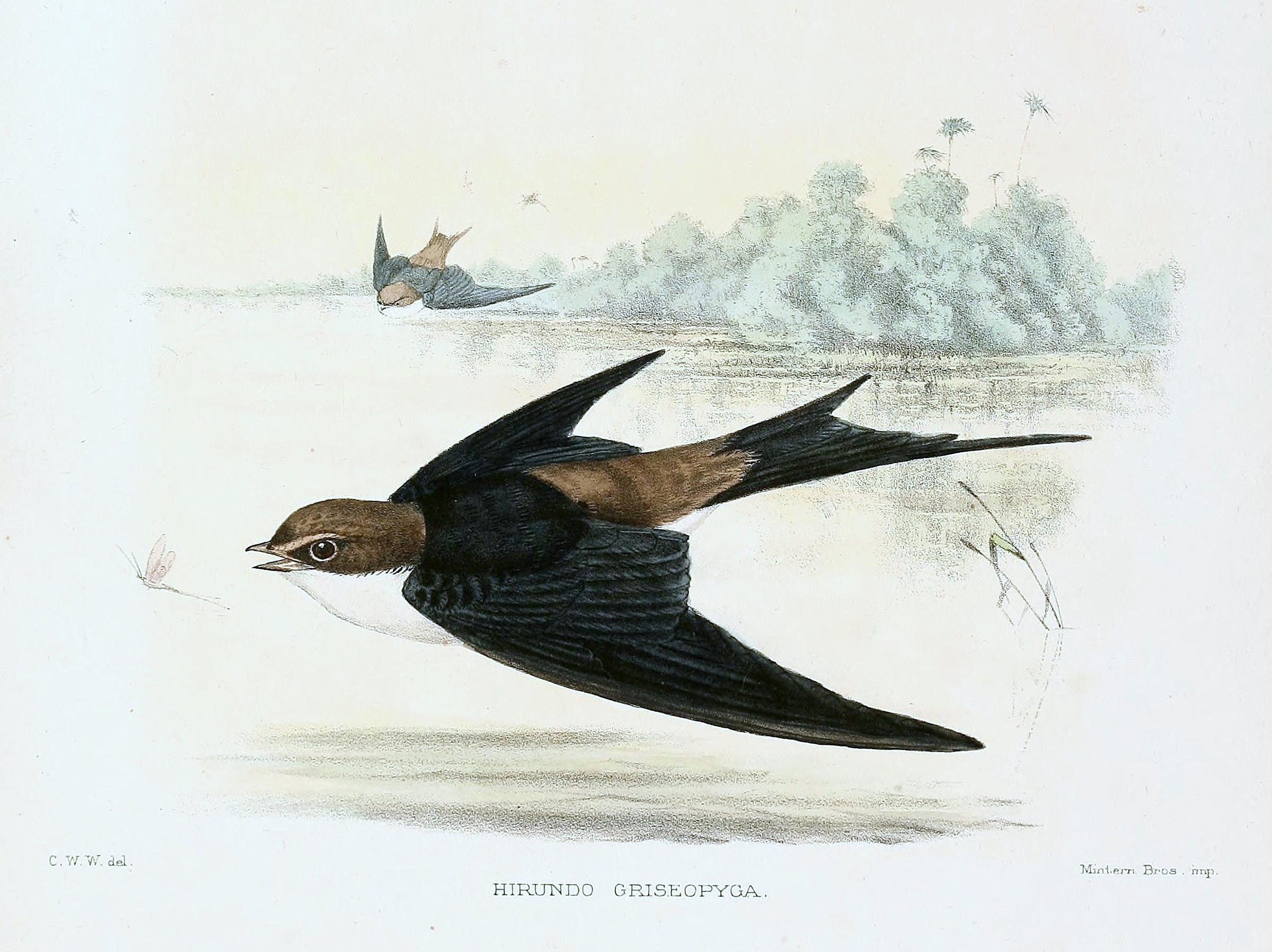 Grey-Rumped Swallow | Natural Atlas