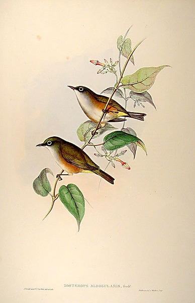 White-Chested White-Eye | Natural Atlas