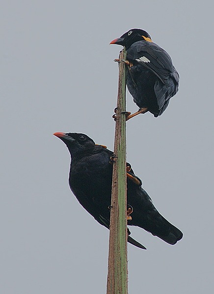 Sri Lanka Hill Myna | Natural Atlas