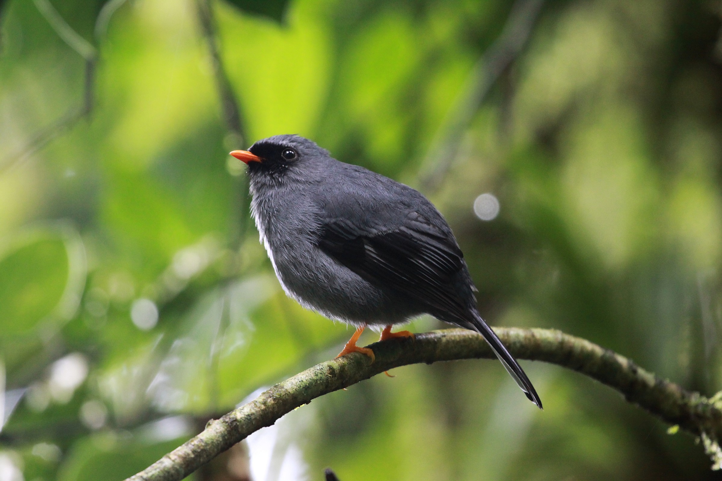 Black-Faced Solitaire | Natural Atlas