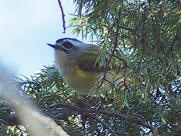 Flamecrest | Natural Atlas