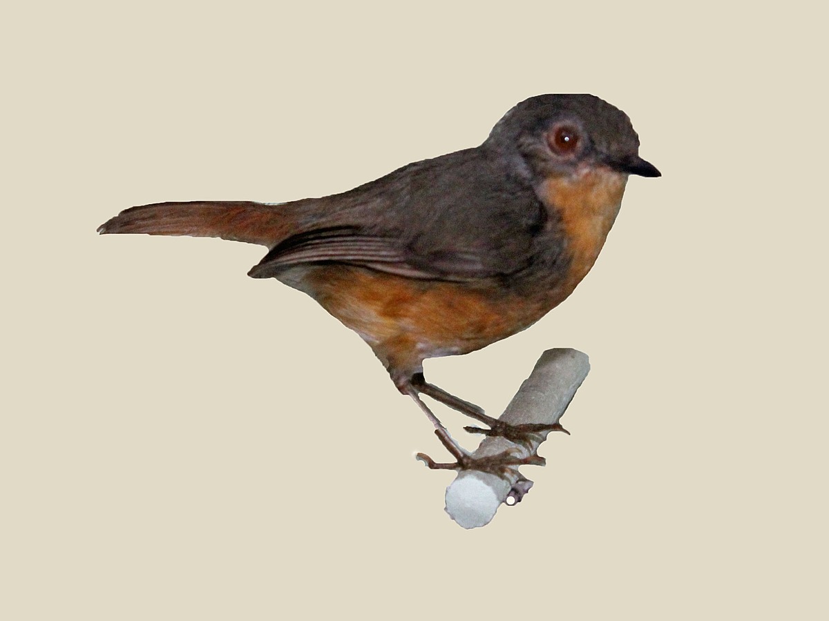 Equatorial Akalat | Natural Atlas