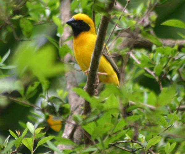 Asian Golden Weaver | Natural Atlas