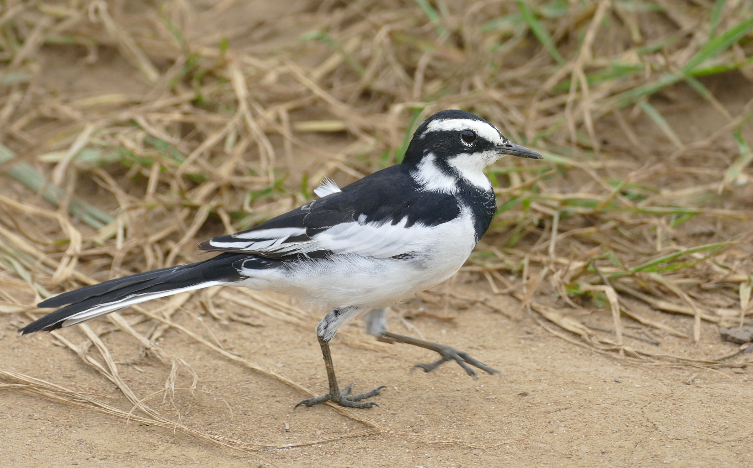 African Pied Wagtail | Natural Atlas