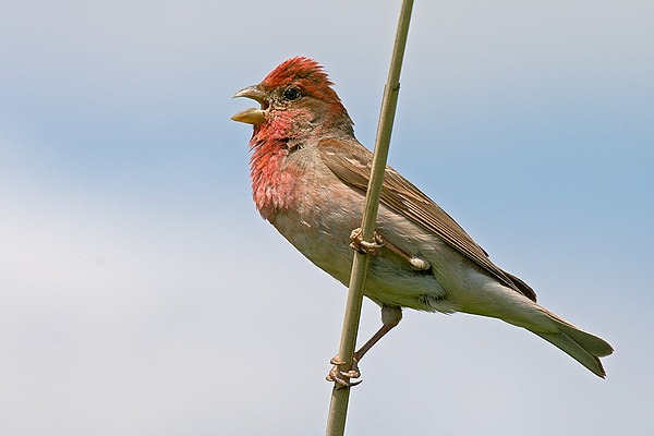 Common Rosefinch | Natural Atlas