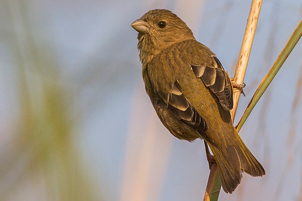 Common Rosefinch | Natural Atlas