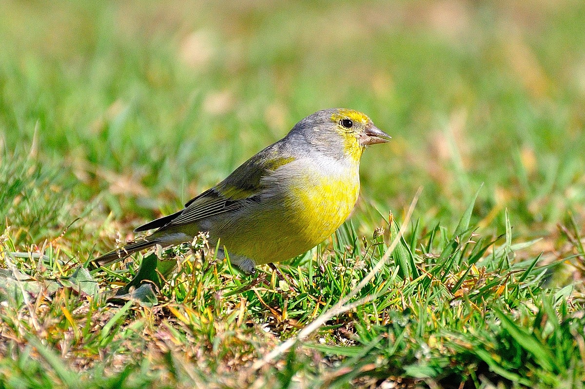 Citril Finch | Natural Atlas