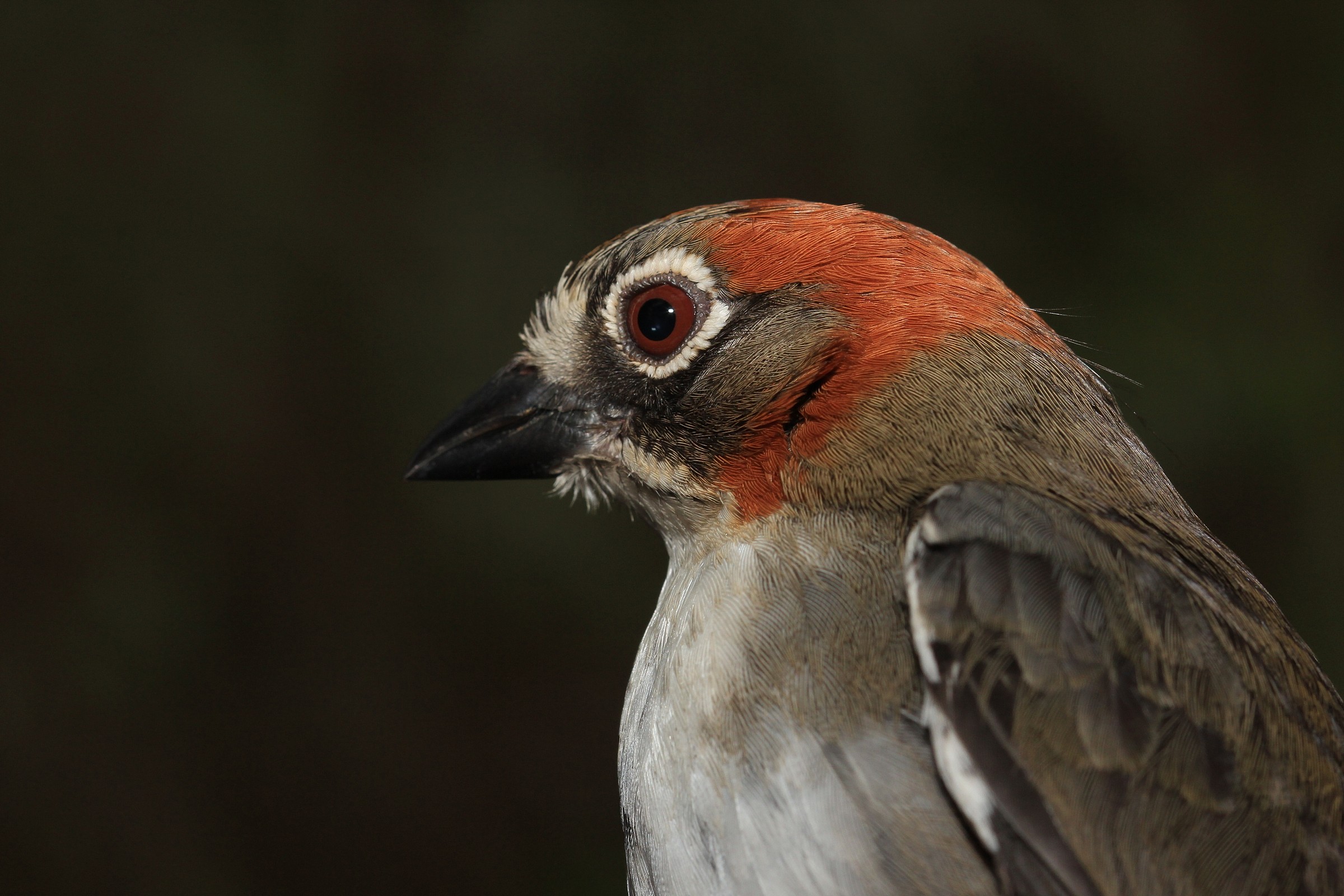 Rusty-Crowned Ground Sparrow | Natural Atlas