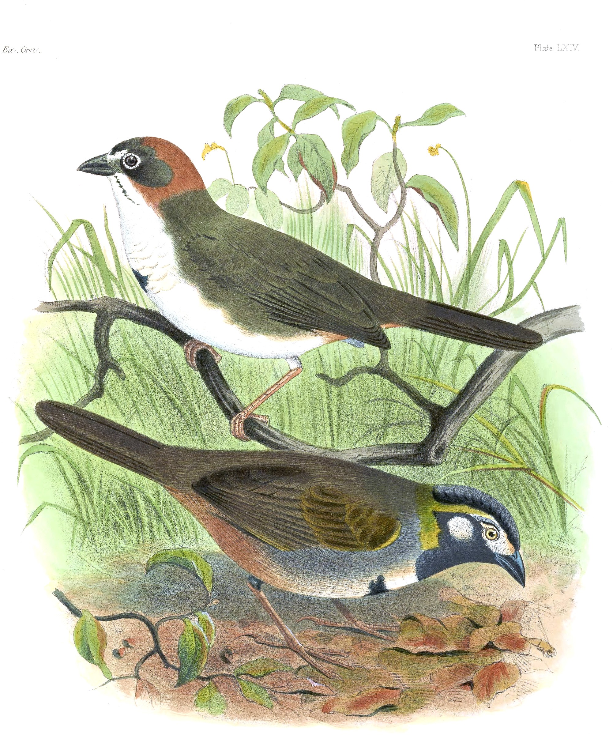 Rusty-Crowned Ground Sparrow | Natural Atlas