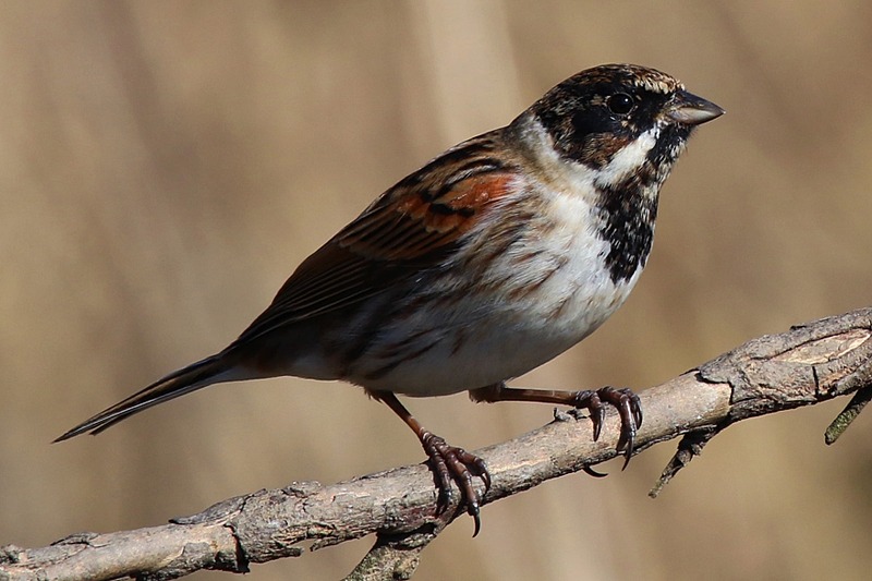 Common Reed Bunting | Natural Atlas