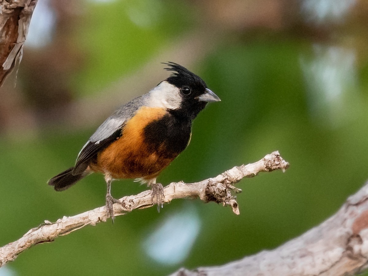 Coal-Crested Finch | Natural Atlas