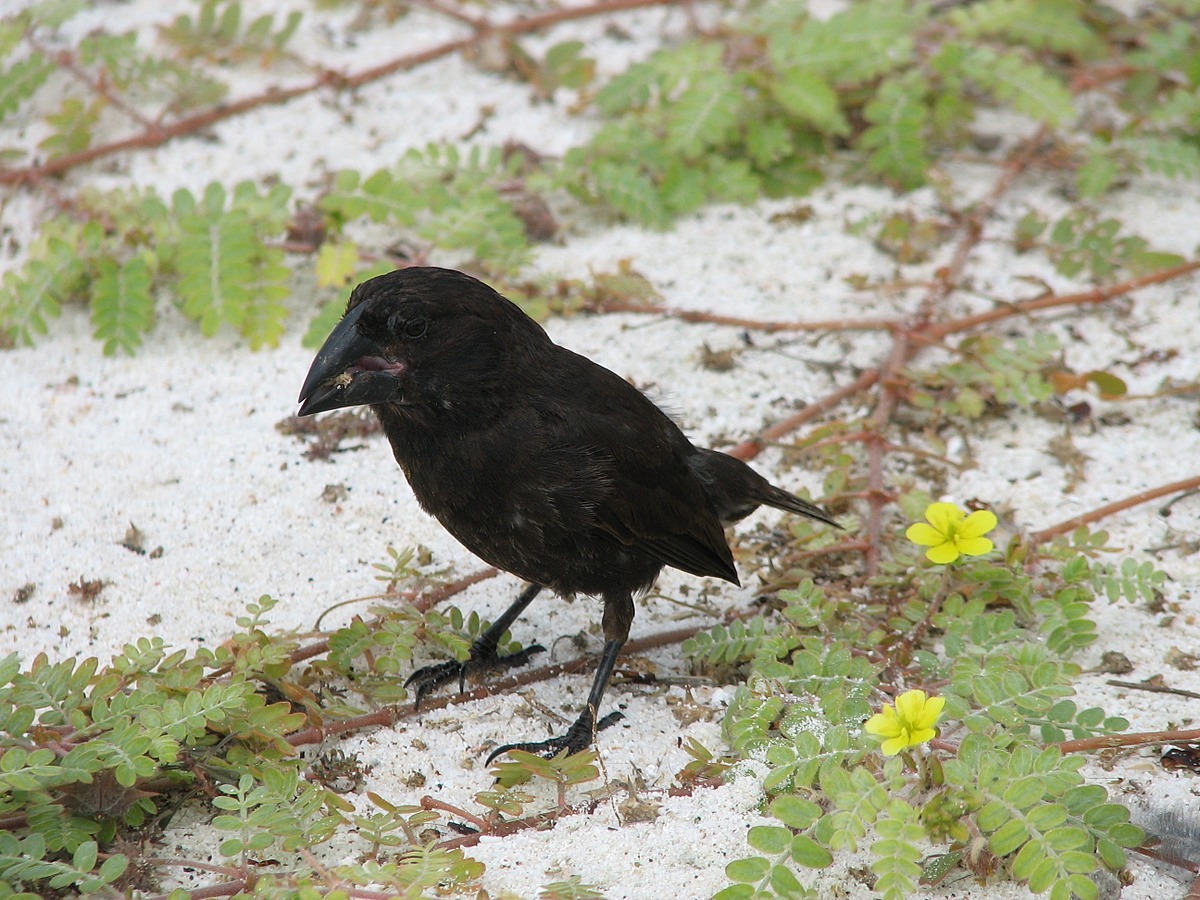 Española Cactus Finch | Natural Atlas