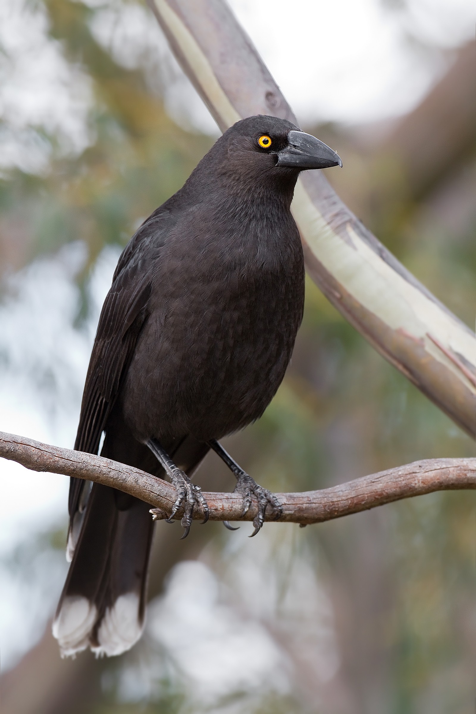 Black Currawong | Natural Atlas
