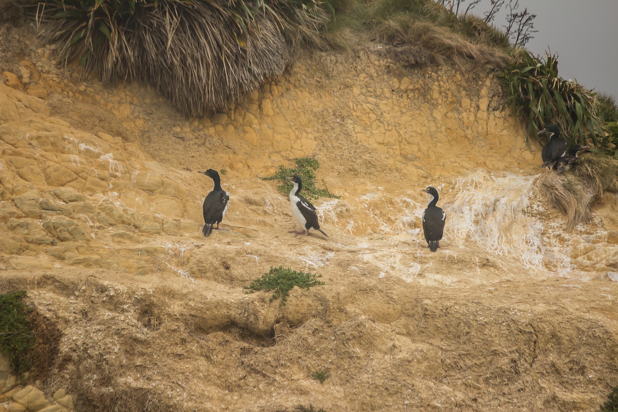 New Zealand King Shag | Natural Atlas
