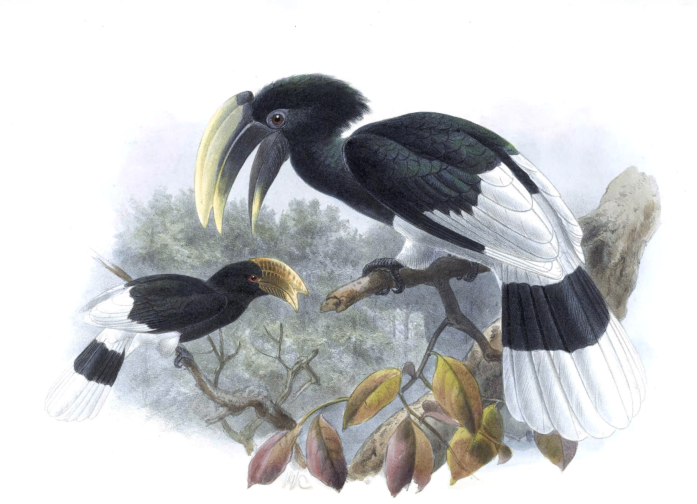 White-Thighed Hornbill | Natural Atlas
