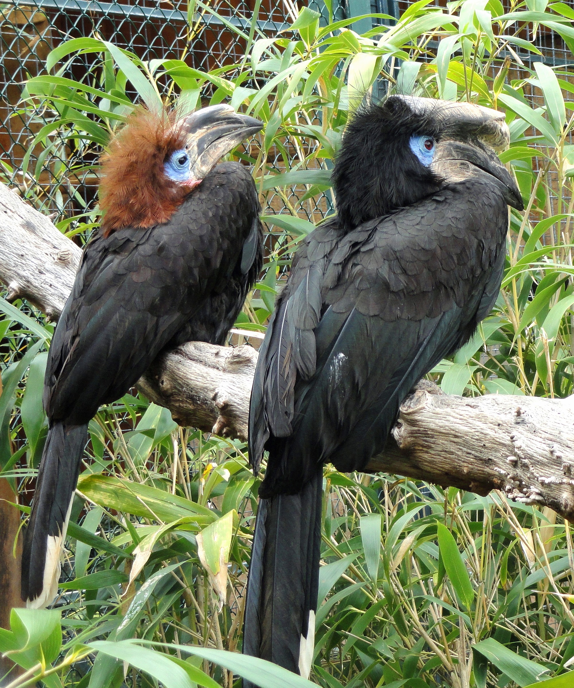 Black-Casqued Hornbill | Natural Atlas