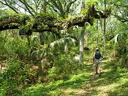 Withlacoochee State Forest Map, FL – Natural Atlas