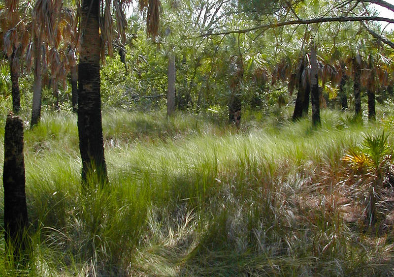 Mullet Key Bayou Map (Fort De Soto Park) – Natural Atlas
