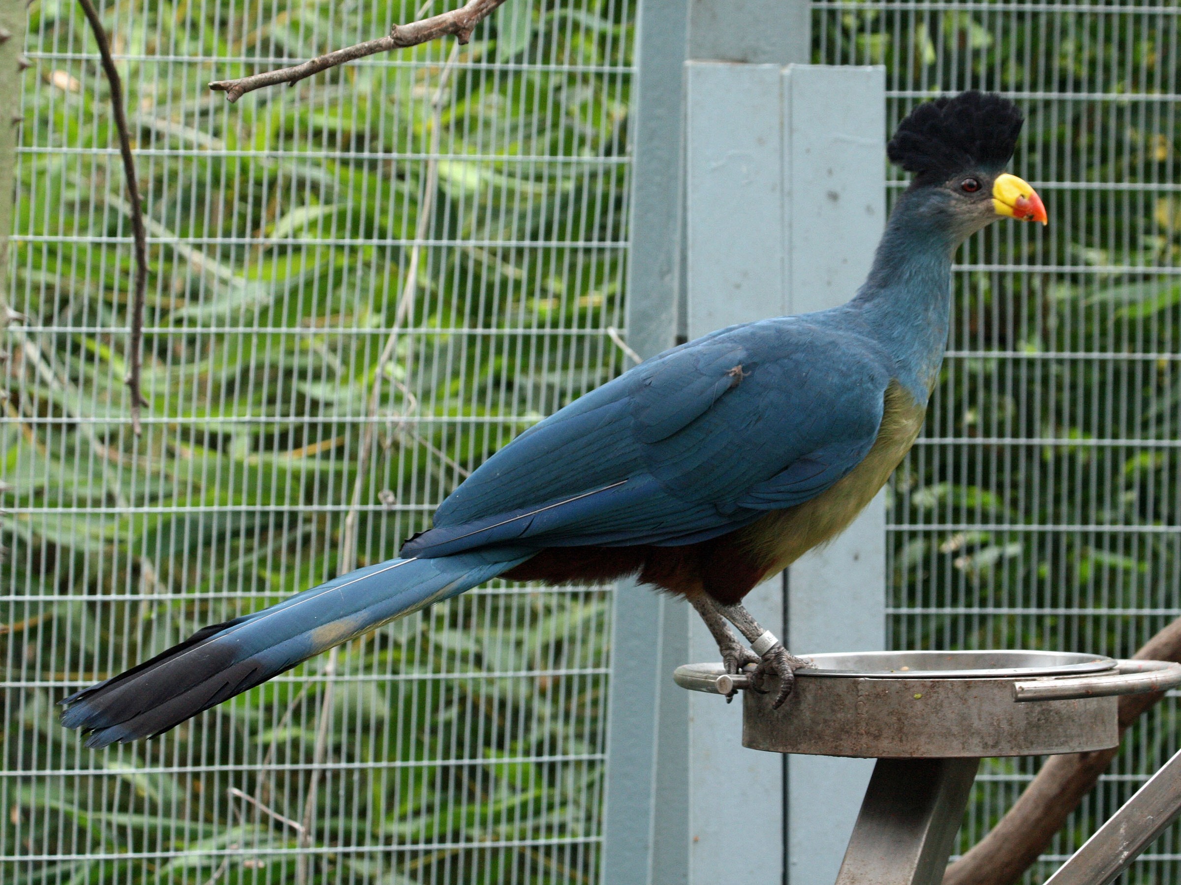 Great Blue Turaco | Natural Atlas