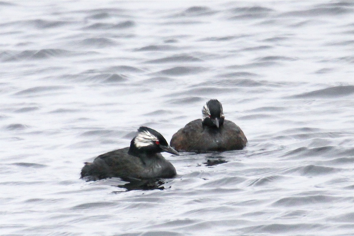 White-Tufted Grebe | Natural Atlas