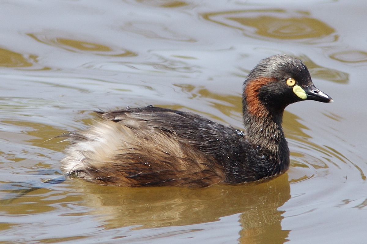 Australasian Grebe | Natural Atlas