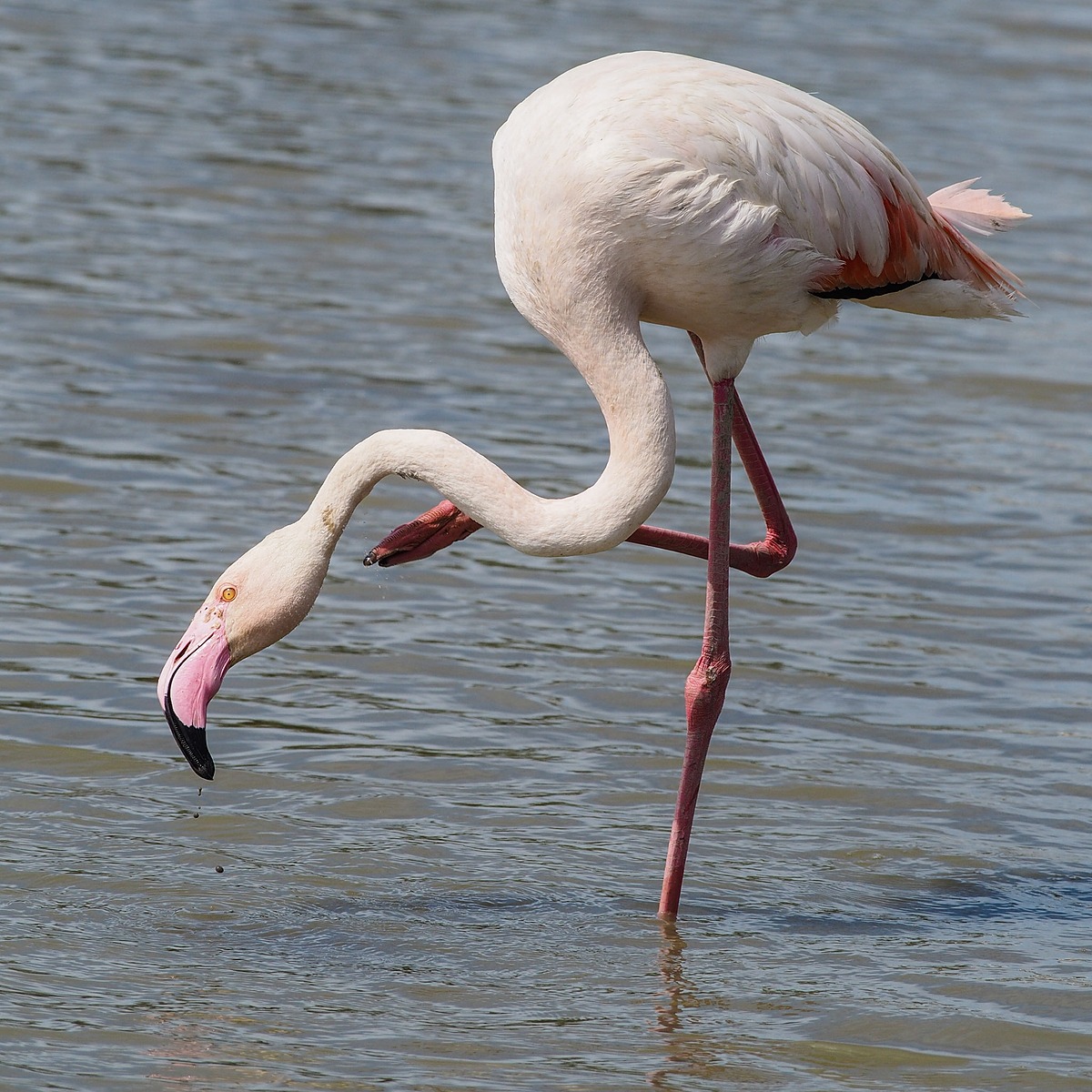 Greater Flamingo | Natural Atlas