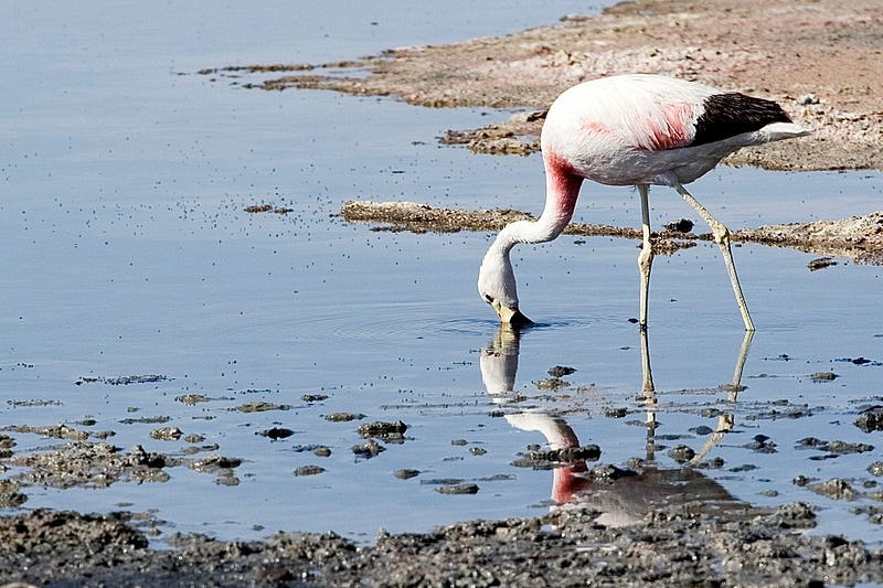 Andean Flamingo | Natural Atlas