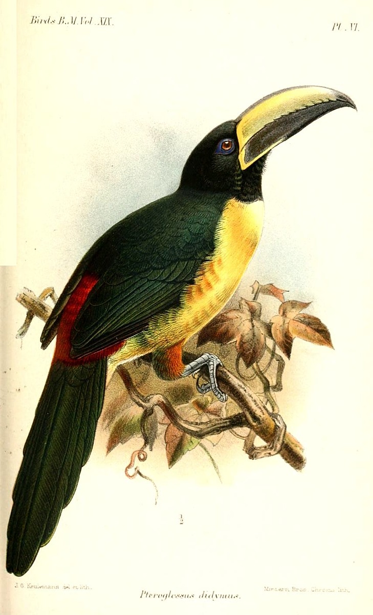 Lettered Aracari | Natural Atlas