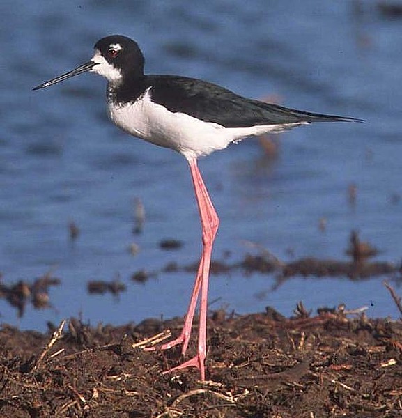 Black-Necked Stilt | Natural Atlas