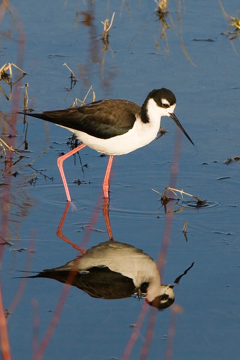 Black-Necked Stilt | Natural Atlas