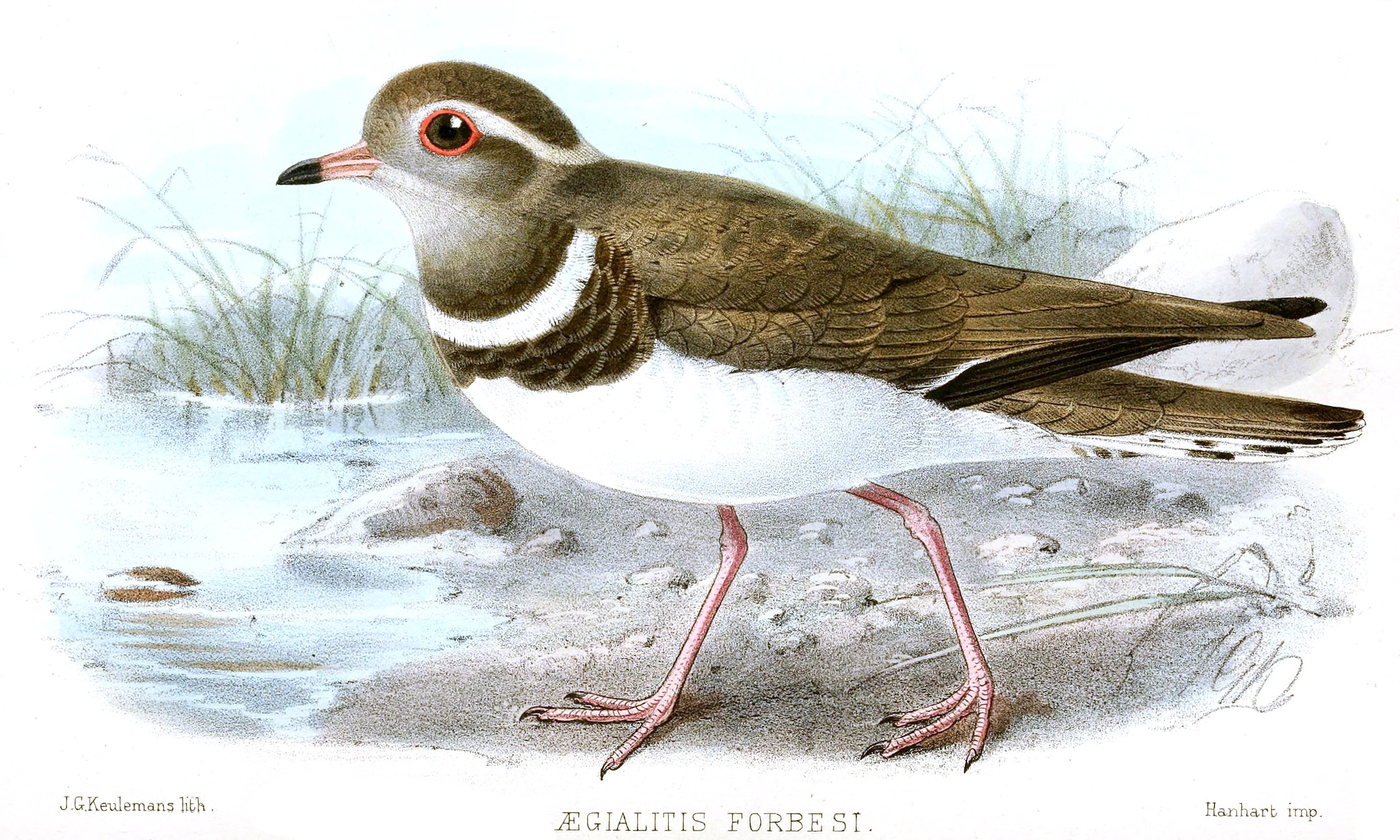 Forbes's Plover | Natural Atlas