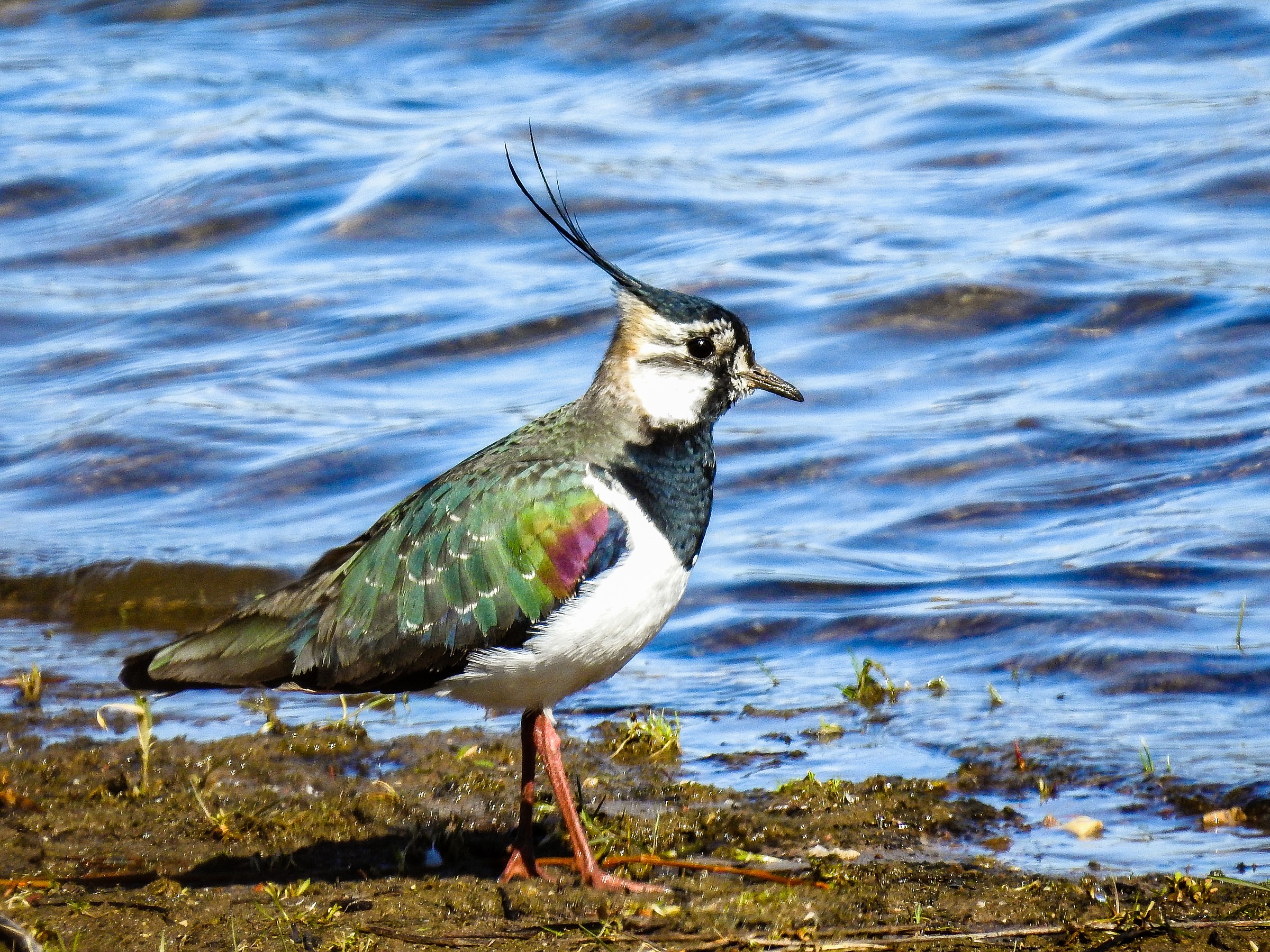 Northern Lapwing | Natural Atlas