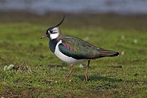 Northern Lapwing | Natural Atlas